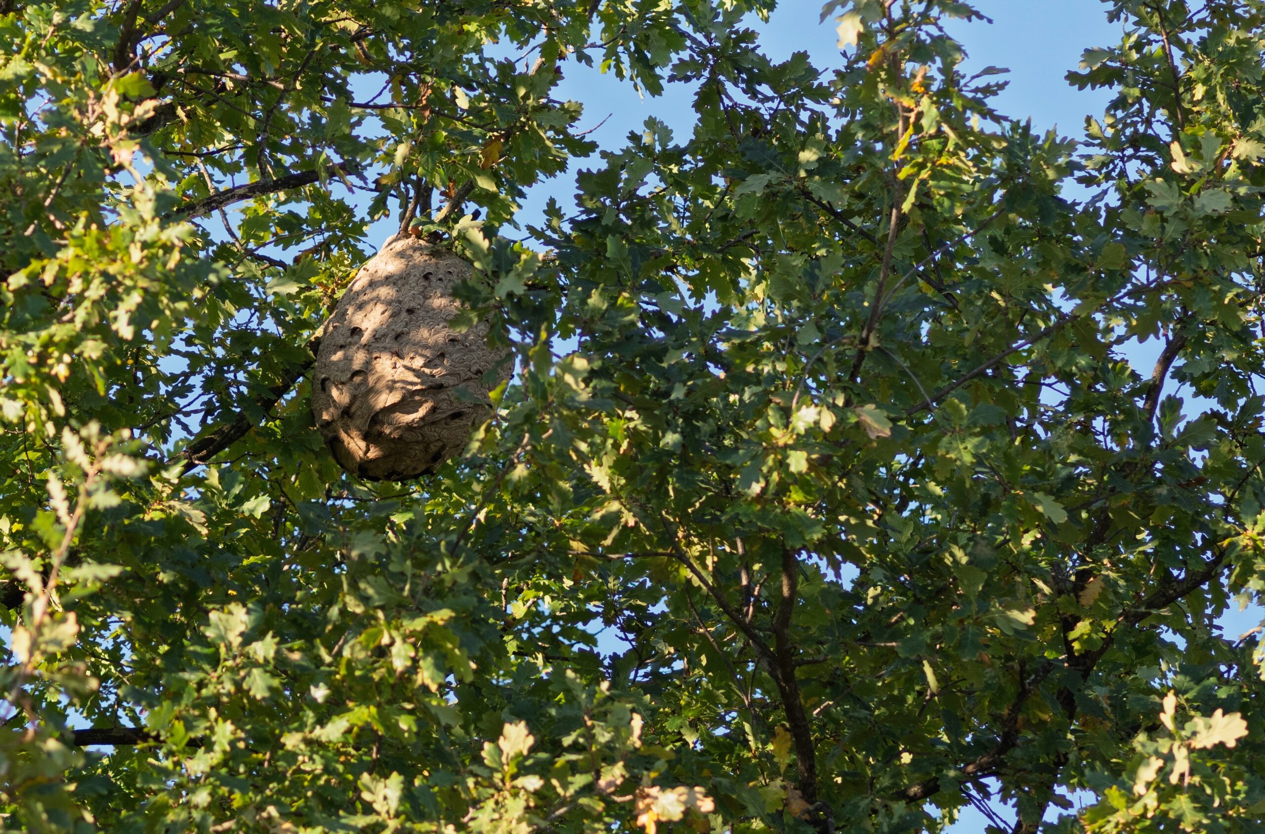 À chaque nid de frelons, sa solution adaptée – Oullins-Pierre-Bénite